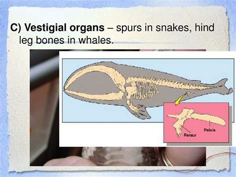 Ppt Theory Of Natural Selection Powerpoint Presentation Free