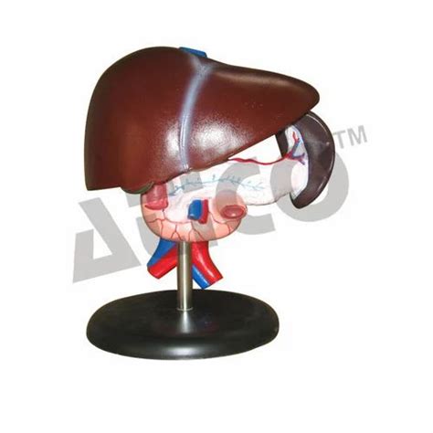 Atico Pvc Liver Pancreas And Duodenum Model At Best Price In Ambala