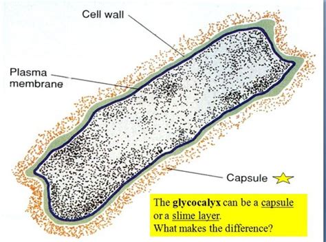 Bacterial Slime Layer