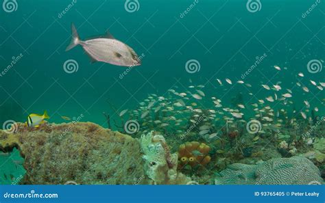 An Aggregate Of Species Schooling Above A Coral Reef Stock Image