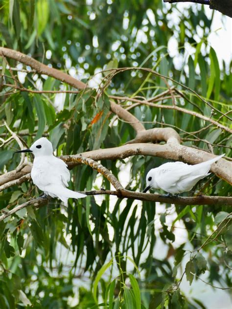 Ascension White Terns Travel2unlimited