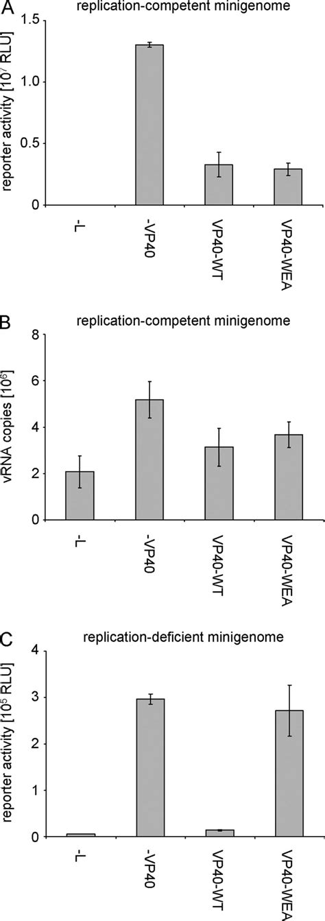 Influence Of Vp40 Homooligomerization On Viral Minigenome Replication