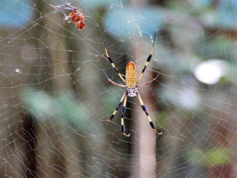 Do Brazilian Wandering Spiders Make Webs