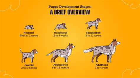 A Guide To When Do Puppies Open Their Eyes