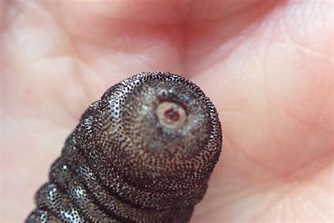 Larvae Cuterebra Bugguidenet