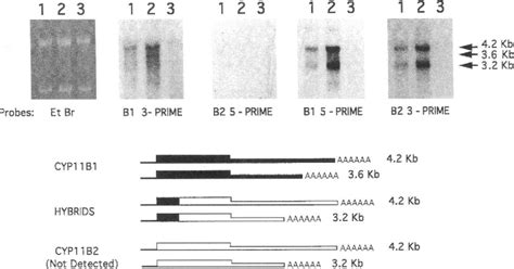 Micronodular Adrenal Hyperplasia Semantic Scholar