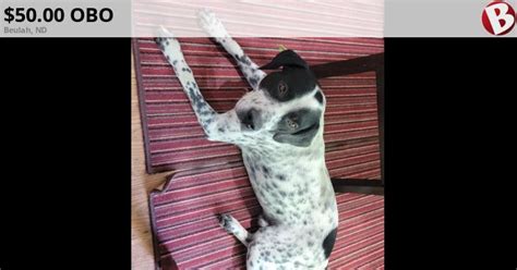 2 Awesome Pure Bred English Pointers In Need Of Rehoming 1 Year Olds