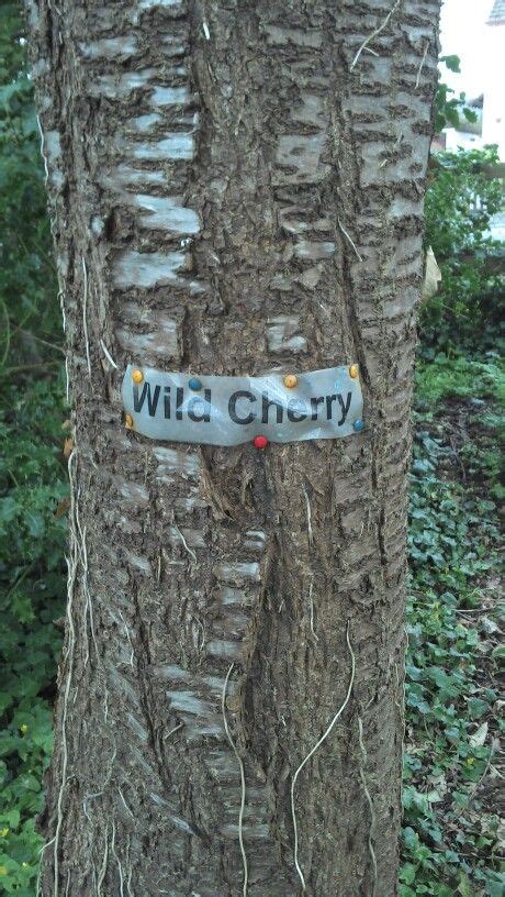 Tree Identification Tree Identification Forest Babe Outdoor Projects