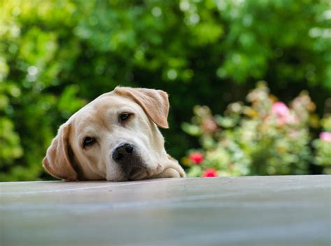 Itler Näme üçin Ot Iýýärler