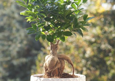 Ficus Ginseng Bonsai Bakımı Ve özellikleri 2023 Rehberi