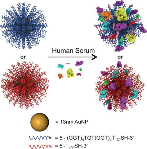 Spherical Nucleic Acid Nanoparticle Conjugates Enhance G Quadruplex Formation And Increase Serum