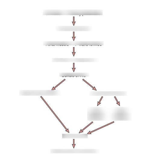 Electrical Sequence Of The Normal Heart Ch 23 Diagram Quizlet