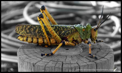 Yellow And Black Locust By Zeiphex On Deviantart
