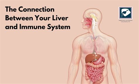 The Connection Between Your Liver And Immune System