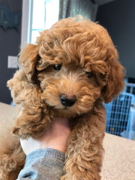 Toy Goldendoodle And Mini Goldendoodle Puppies For Sale Red