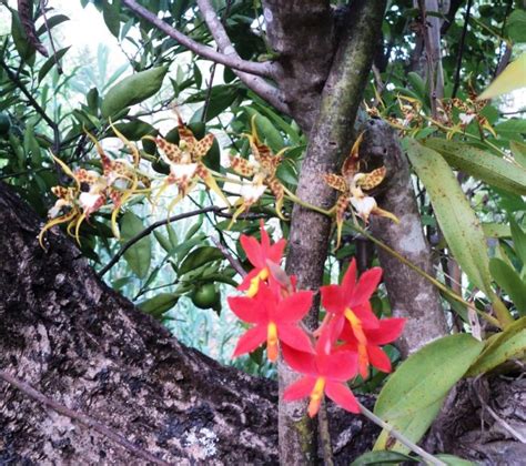 OrquÍdeas Silvestres Cultivo Cuidados Ubicación Y Más