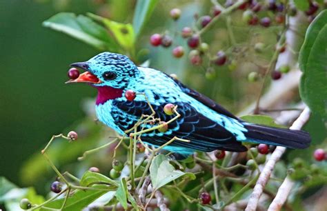 Spangled Cotinga At Yasuni Ecolodge