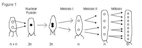 Ascospores Under Microscope