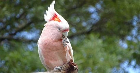 Cockatiel Vs Cockatoo Comparison 12 Key Differences To Know