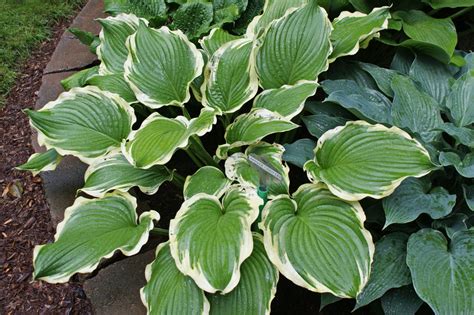 Lakeside Cindy Cee Hosta 45 Inch Container Shopic