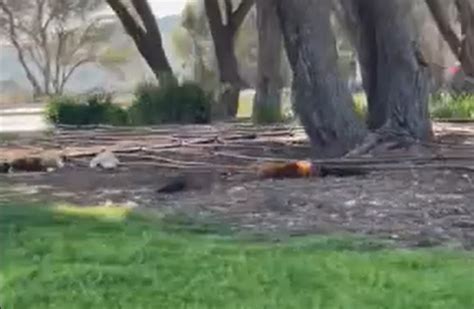 It Tiġieġ Tar Roundabout Fix Xemxija Mietu Minħabba S Sħana