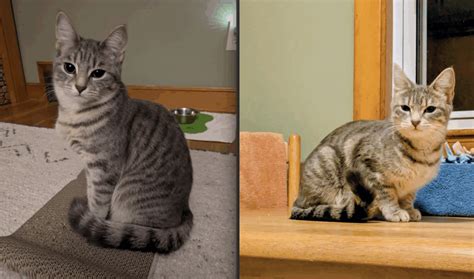 Haley And Heidi Kitty Connection