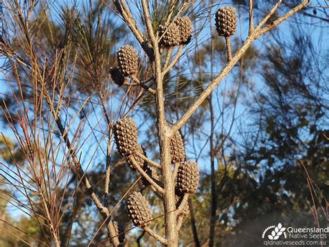 Allocasuarina Littoralis Black She Oak Plant Profiles Queensland