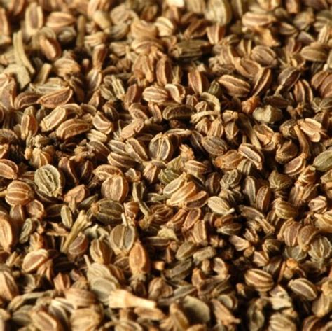 بذور الخس بيت الفوائد