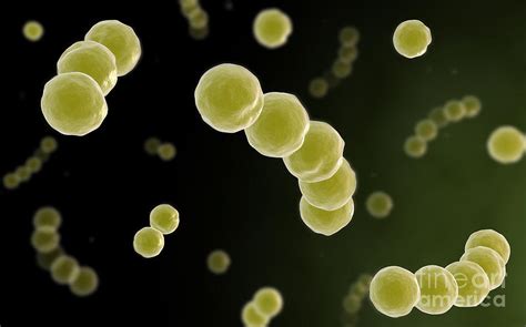 Microscopic View Of Streptococcus Digital Art By Stocktrek Images Pixels