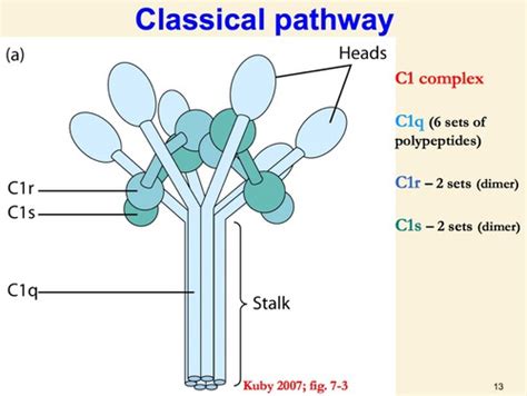 74 Complement System Flashcards Quizlet