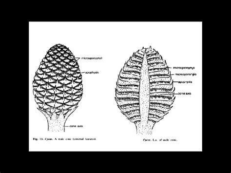 Cycas Female Cone Diagram