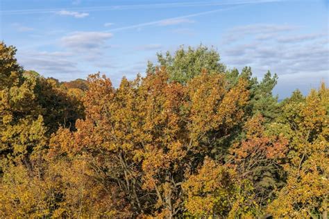 Premium Photo Mixed Forest In The Autumn Season With Different Deciduous Trees Foliage Falling