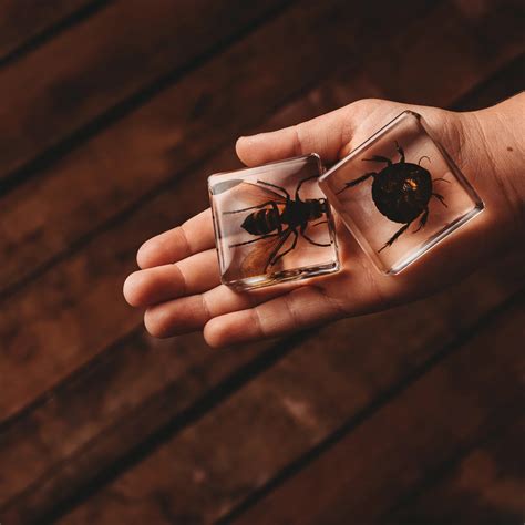Our Earth Life Investigative Insects Specimen Set Conscious Craft
