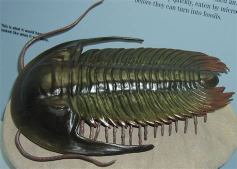 Images From The Denver Museum Of Nature And Science