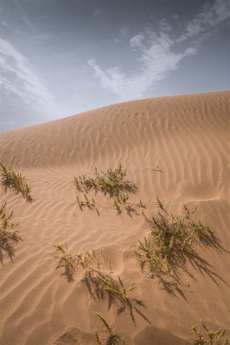 Vertical Image Of The Grass Growing In The Desert Of Inner Mongolia
