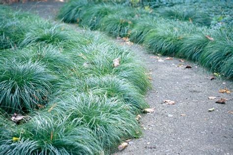 Pacific Horticulture Berkeley Sedge Is Eurasian Grey Sedge Ornamental Grasses Plants Cool