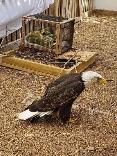From Rock To Egg The Heartwarming Journey Of Murphy The Eagle Switch