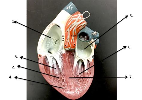 Heart Model 1 Diagram Quizlet