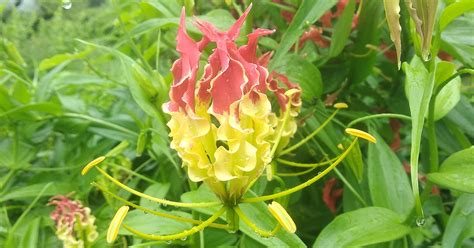 12 Flowers That Look Like Fire The Garden Magazine