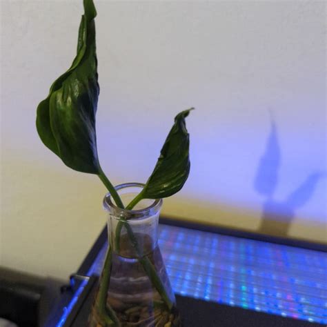 Manjula Pothos Cutting Plant Cutting Pothos Cutting Single Node