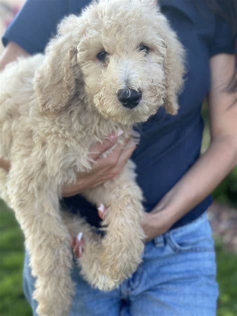 Standard Poodle Puppies For Sale 1300 Calimesa Ca 645023