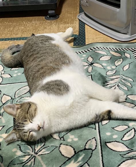 「17ねこが遂に家の中へ家の中にふわふわの生き物が居るっていいな。ちょっとやんち」しわす蛍丸写お迎えしましたのイラスト