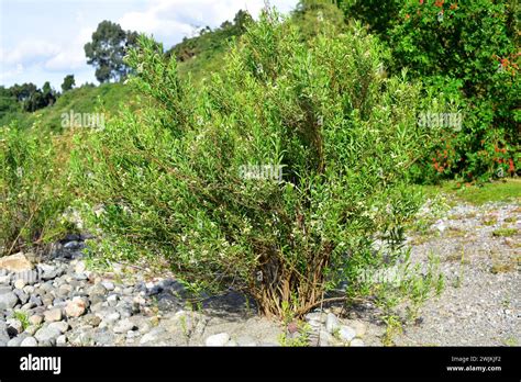 Seep Willow Mule Fat Or Water Wally Baccharis Salicifolia Is A Shrub Native To North America