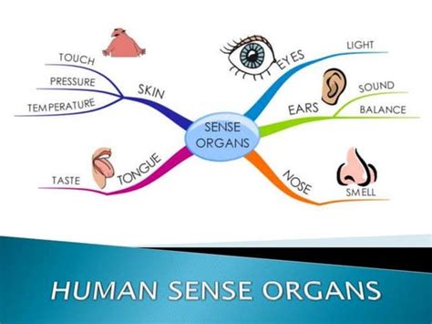 The Five Senses Of The Human Body Pdf