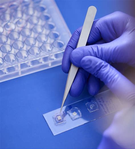 Vimm Veneto Institute Of Molecular Medicine