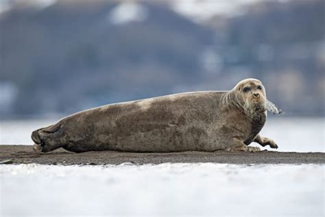 Foca Barbuda Características Reprodução Habitat E Comportamento