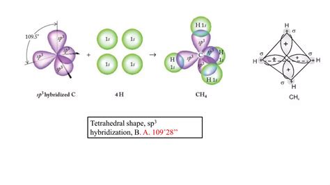 Hybridization Pdf