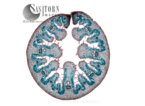 Light Micrograph Transverse Section Of A Leaf Of Marram Grass Ammophila Sp Sasy Images