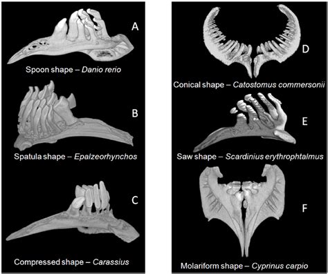 Grass Carp Teeth