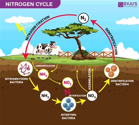 Simple Diagram Of The Nitrogen Cycle What Is Nitrogen Cycle